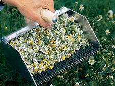 Seminte de sunatoare si musetel: Recoltarea muşetelului şi sunătoarei