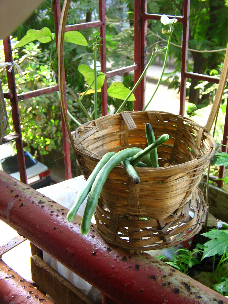 AnnaParabrahma: Growing Chavali