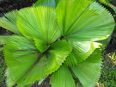 Philippines, My country