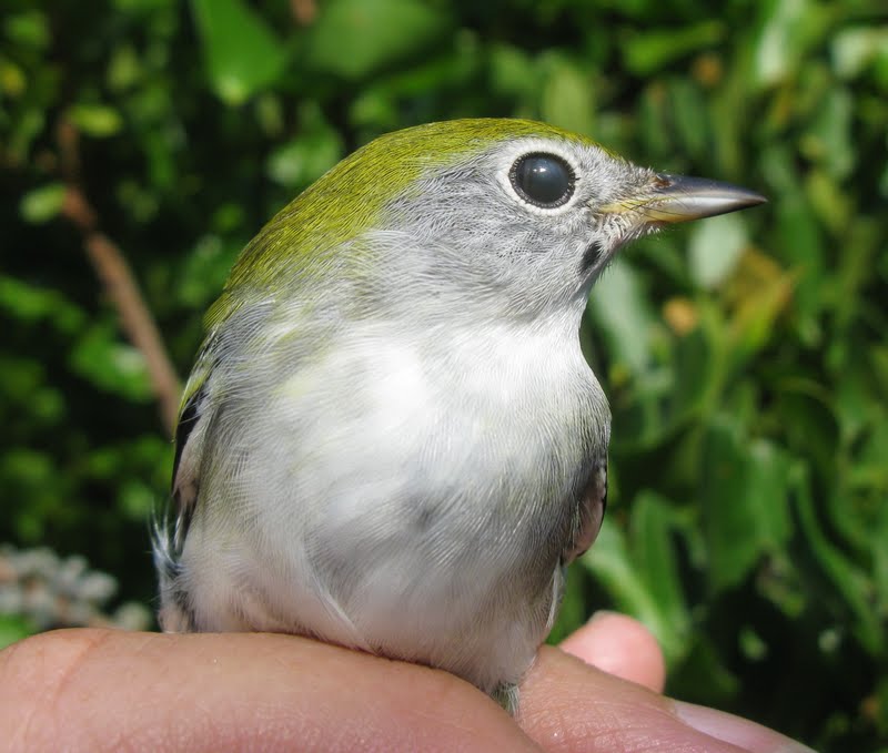 Cape Cod Bander: End of July and Fall migration