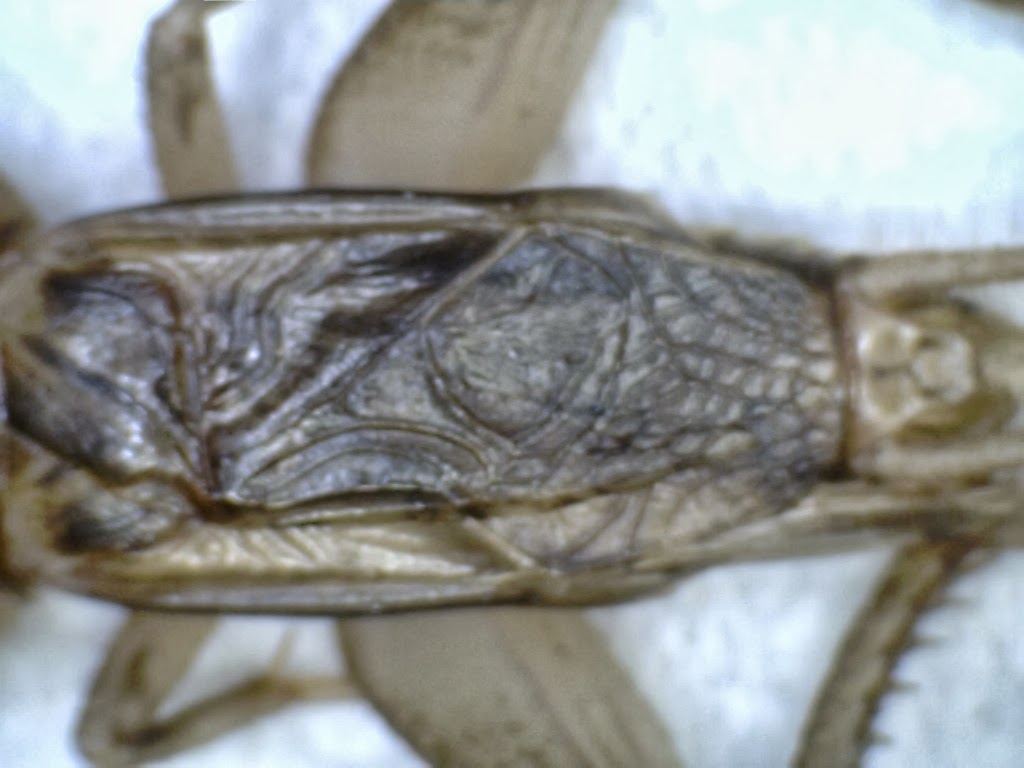 Explore Science Beyond the Classroom: Crickets in the Classroom and ...