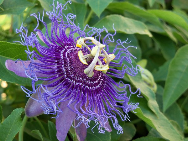 Temperate Climate Permaculture: Butterflies of the Maypop