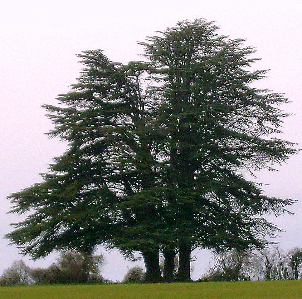 LER PARA SER: O CEDRO
