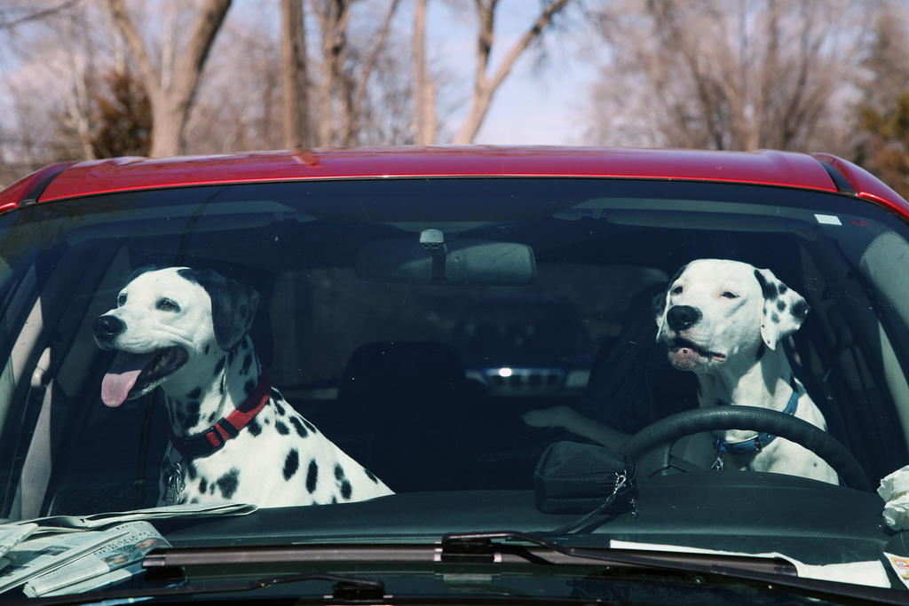 RSPCA Doggie Drive-in Cinema - March 13 | Australian Dog Lover