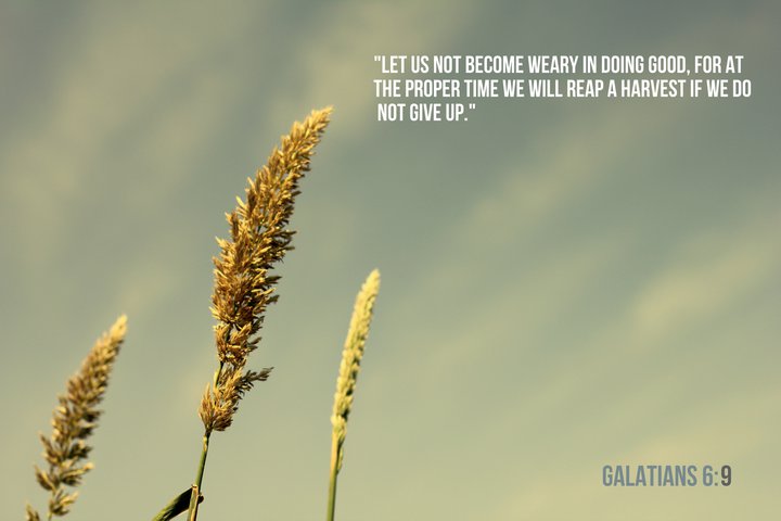 life full of LIFE: Sow in the Spirit