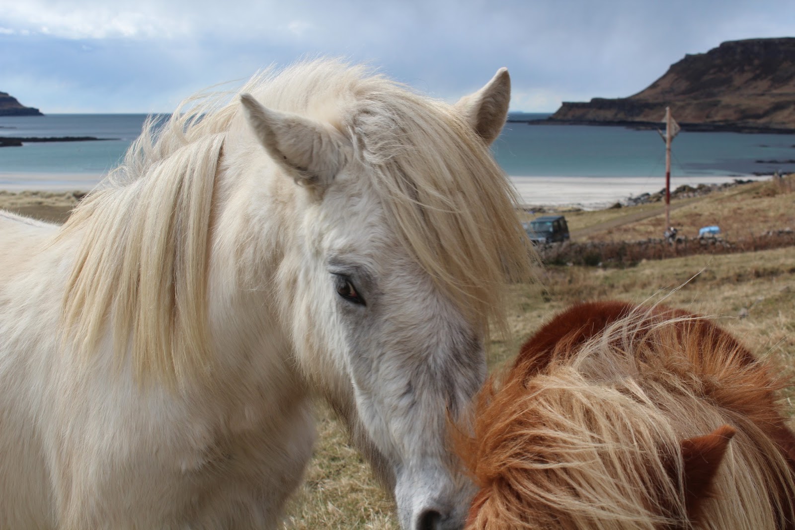 MilesIsland: Horses of Mull
