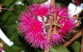 Keindahan Bunga dan Khasiat Jambu Bol | Sekar Kampoeng