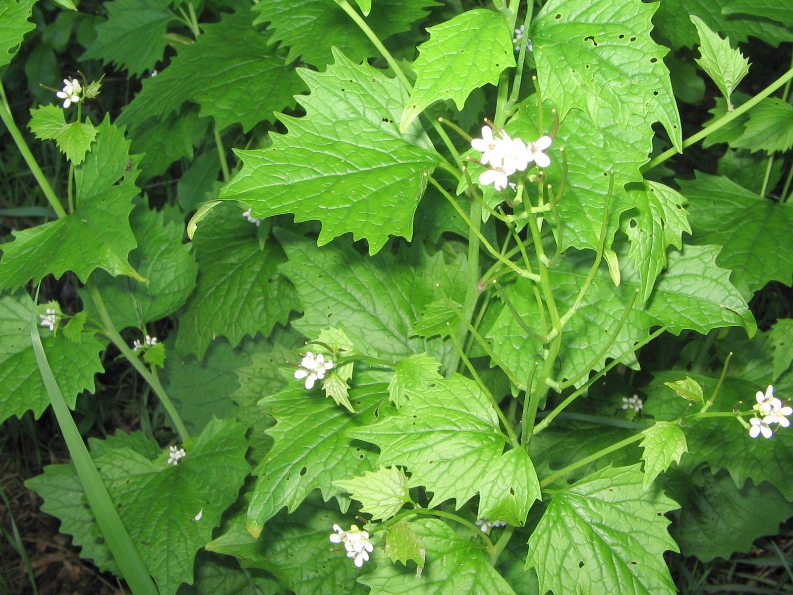 FLORA NEL SALENTO e.. anche altrove: Alliaria petiolata (M. Bieb ...