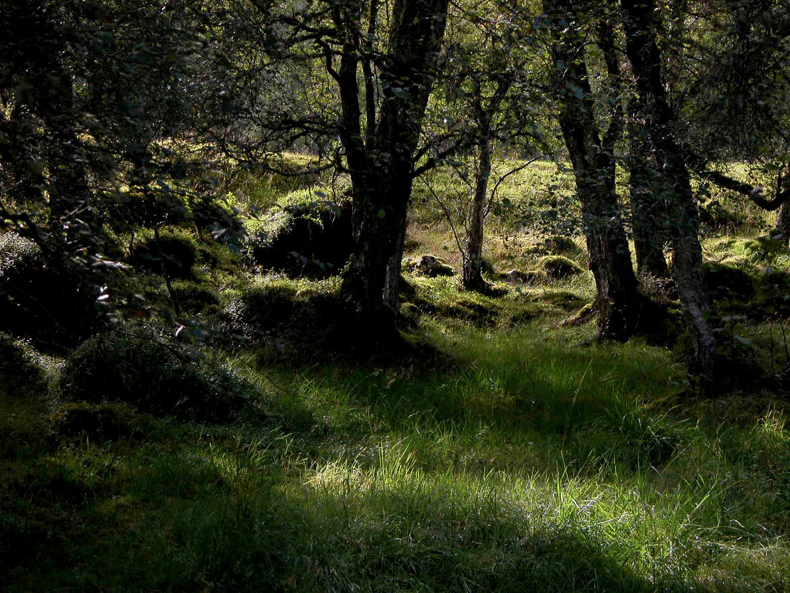 Pixar Corner: Amazing New 'Brave' Featurette, Stills, More