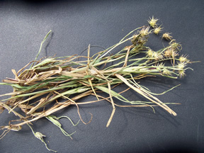 At Home At Lake Mac: Sandburs