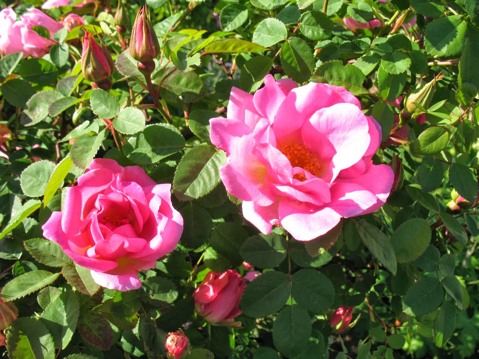 Roses du jardin Chêneland: Roses d'automne