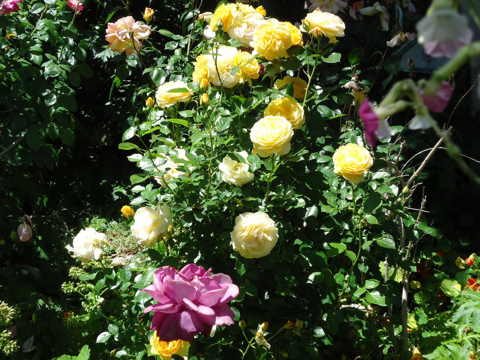 stephs world: Julia Child (floribunda) rose