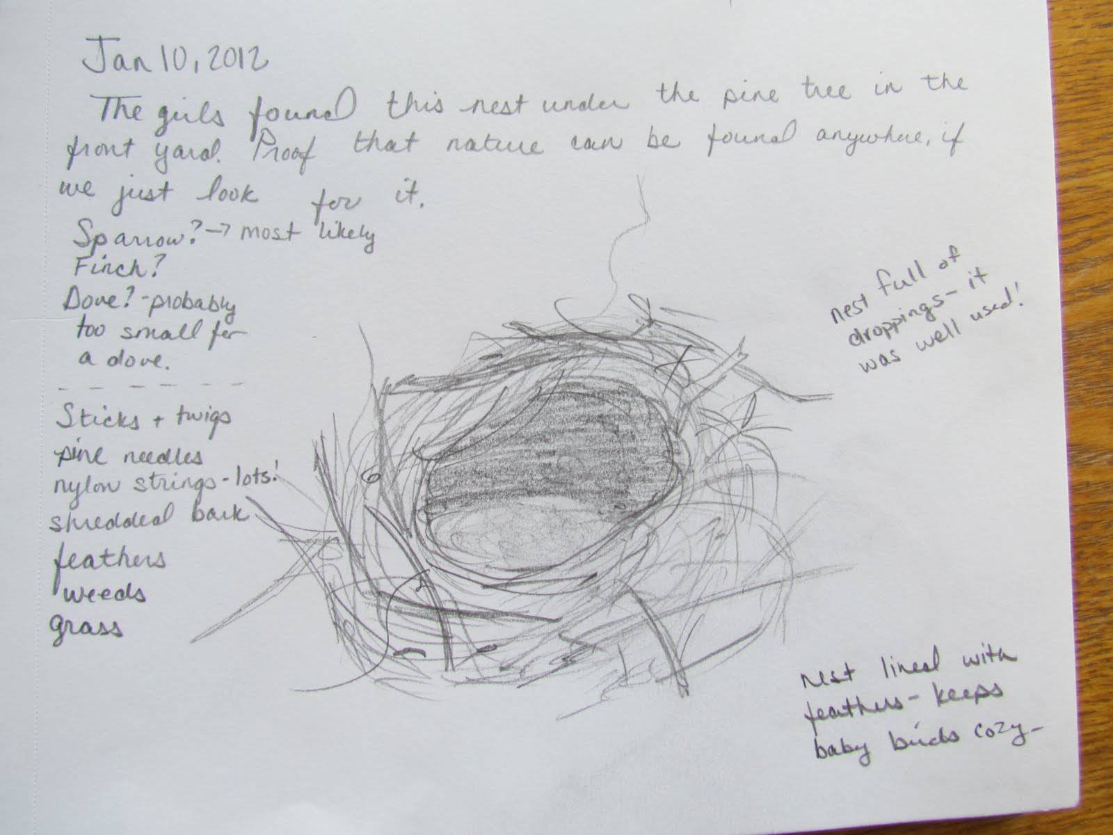 The Little Things: Nature Study: Bird's Nest