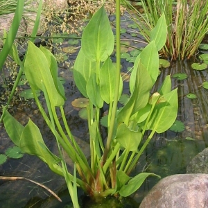 Manipurian: Wild but Edible Plants of Manipur