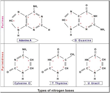mynotebook: Structure of Nucleotide