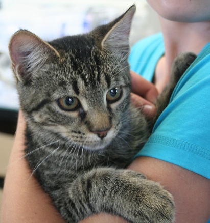 Brooks - Lost and Found Pets: Cat - Found - Tigger