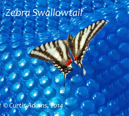 Native Plants with Adams Garden: Zebra Swallowtail