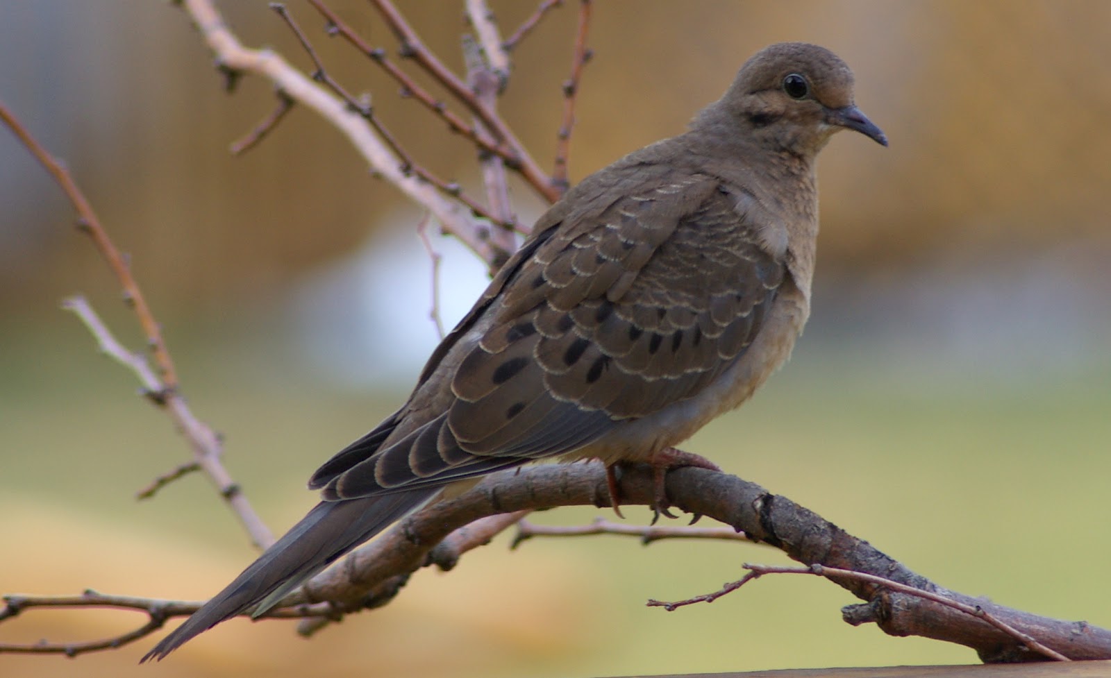 Encouragements From the Piper's Wife: B-17 Bomber Bird