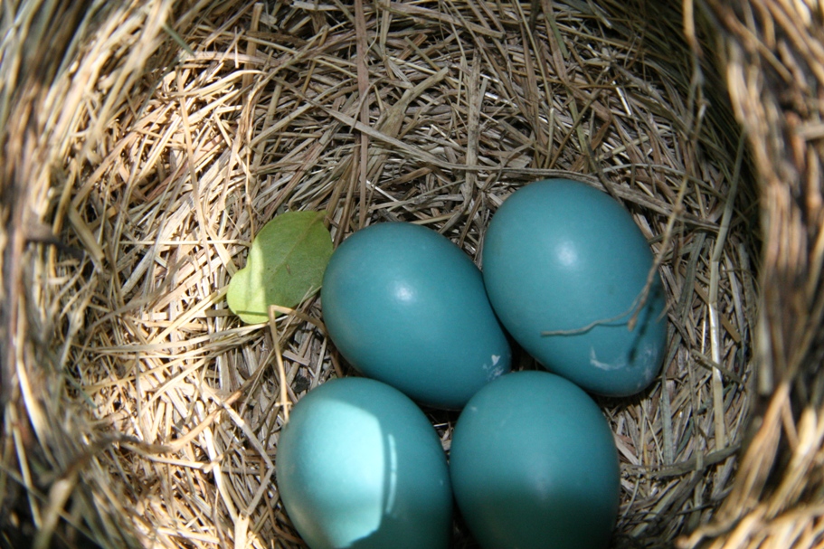 HUEVOS BLANCOS, MORENOS Y …….¡¿AZULES?!. LOS HUEVOS DE LA GALLINA ...