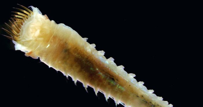 Variety of Life: Terebelliformia