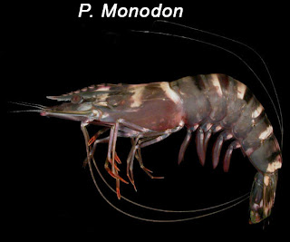 Penaeus monodon May Be Established in USA Waters - Shrimp Culture
