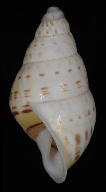 Dr. Lee's Gallery Museum: Amphidromus kuehni 33.08mm