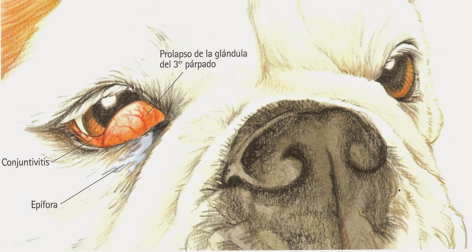 Clinica Veterinaria Torreblanca: LUXACIÓN DE LA GLÁNDULA LACRIMAL DE LA ...