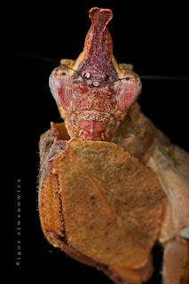 Hewan dengan Bentuk Tekstur Paling Sempurna - cekrisna