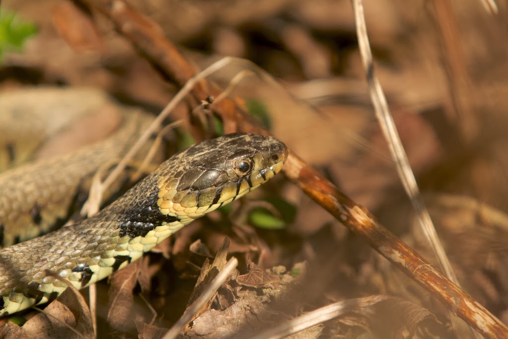 Alan Heeley Wildlife Photography: Grass Snakes