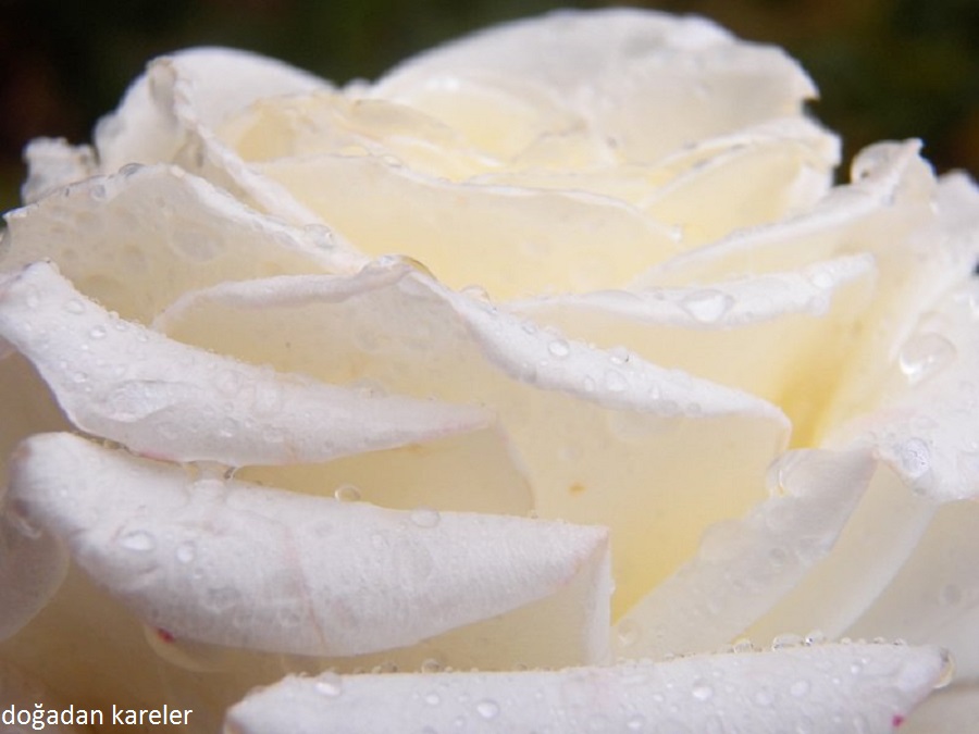 Doğadan Kareler: Yağmur Damlalı Beyaz Gül