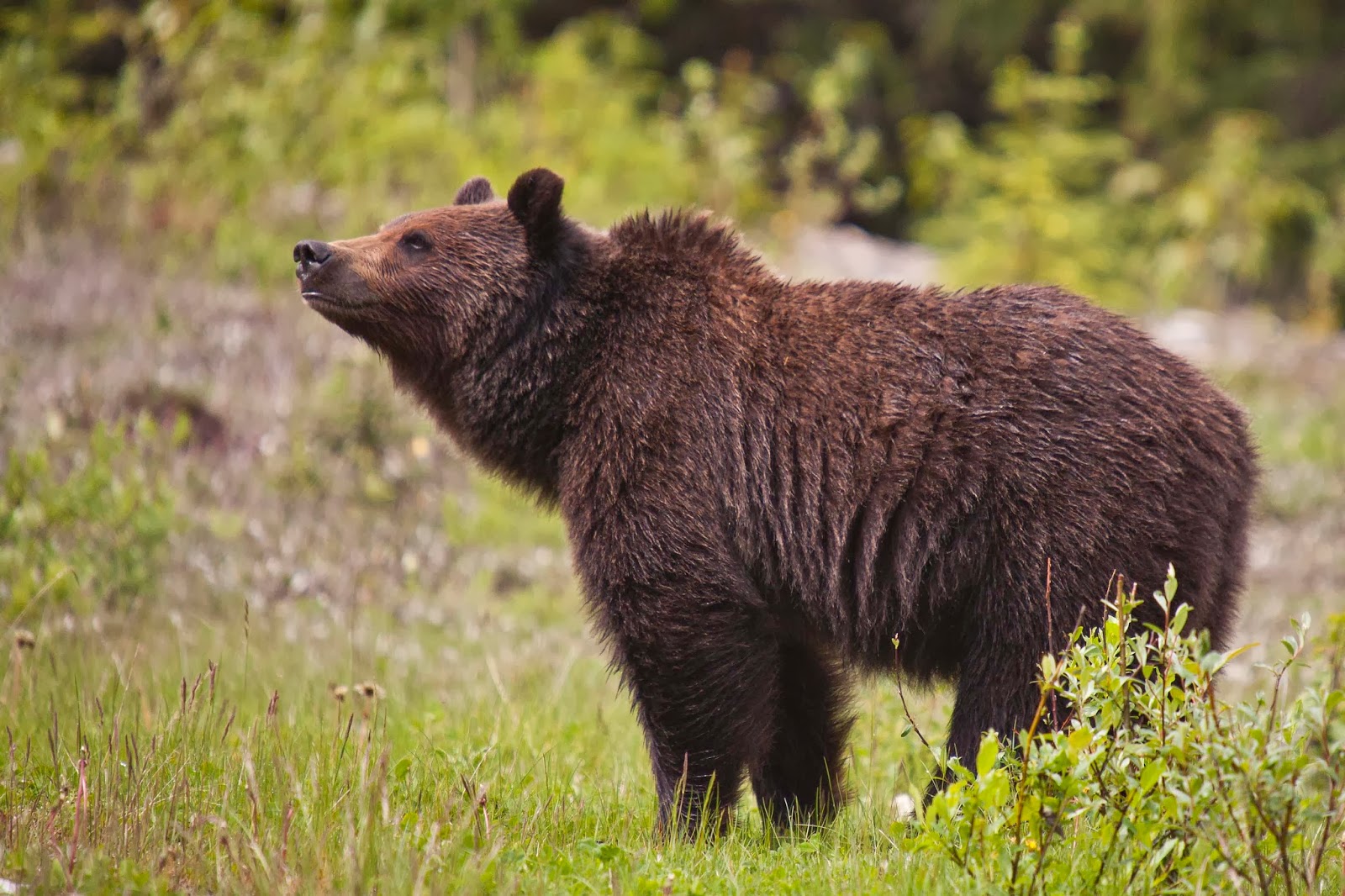 Photography of Ralph Fuchs of St. Albert, Alberta: Wildlife