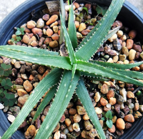 Thaisucculents: Aloe bakeri