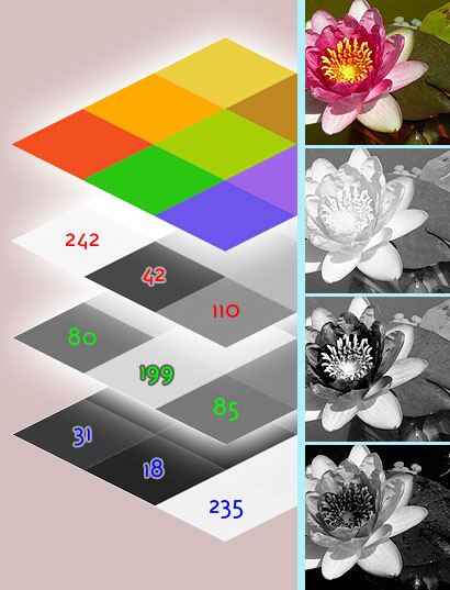 La imagen digital.: Características de la imagen digital.