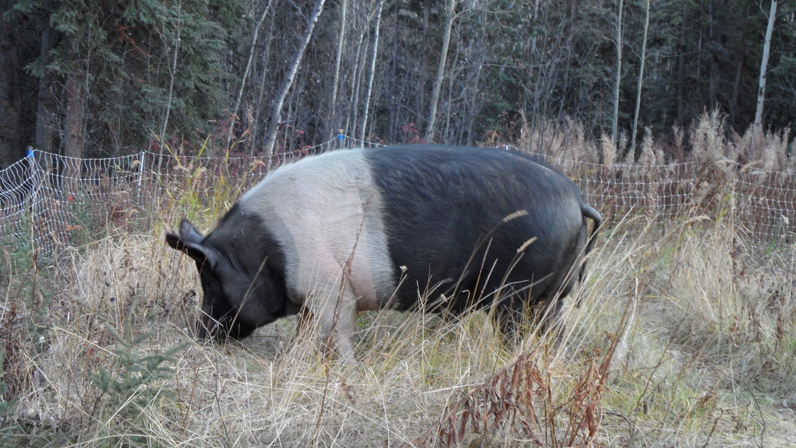 New territory: WELCOME JACK PIG to our Mountain Home