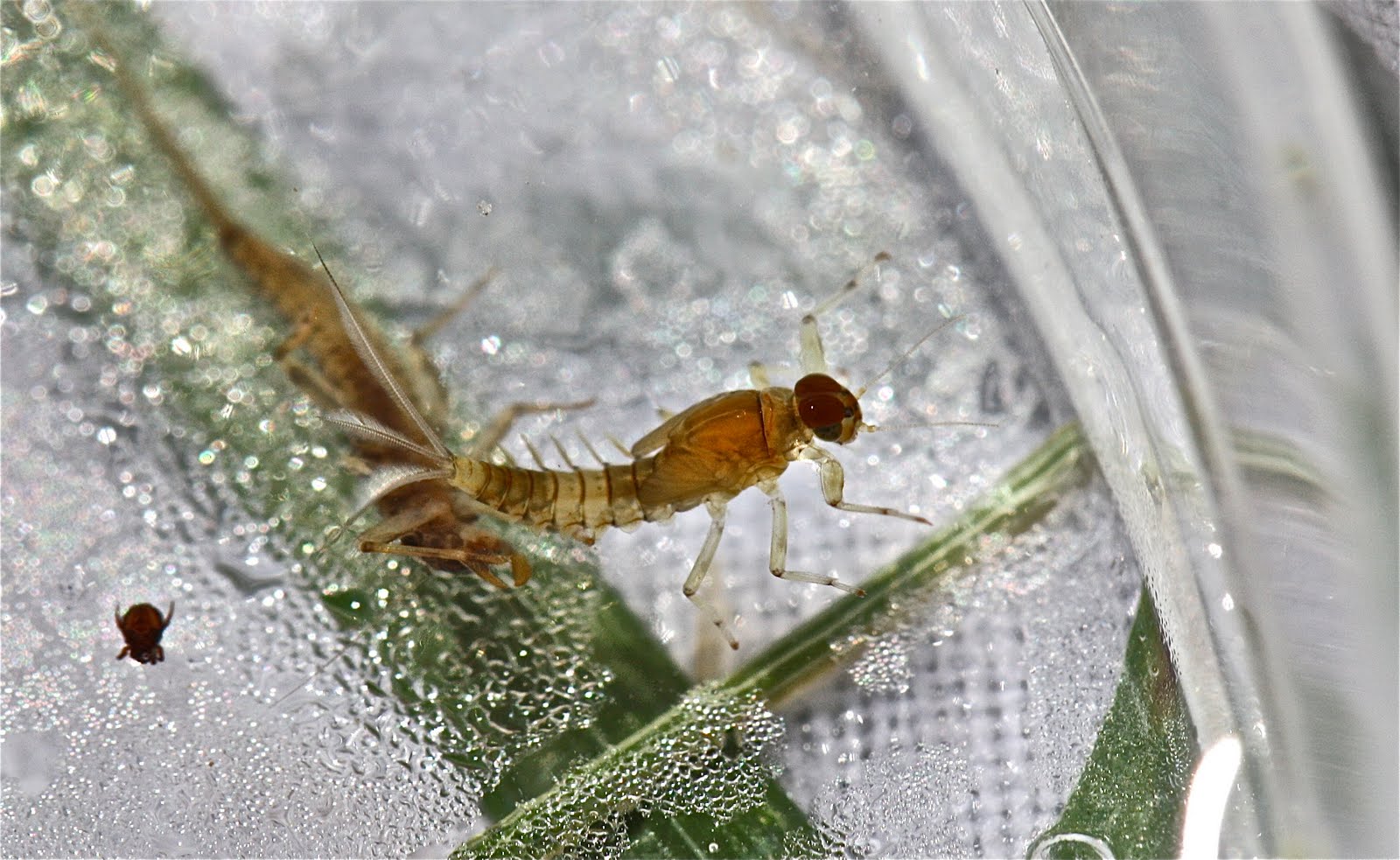Aquatic Insects of Central Virginia: August 2011