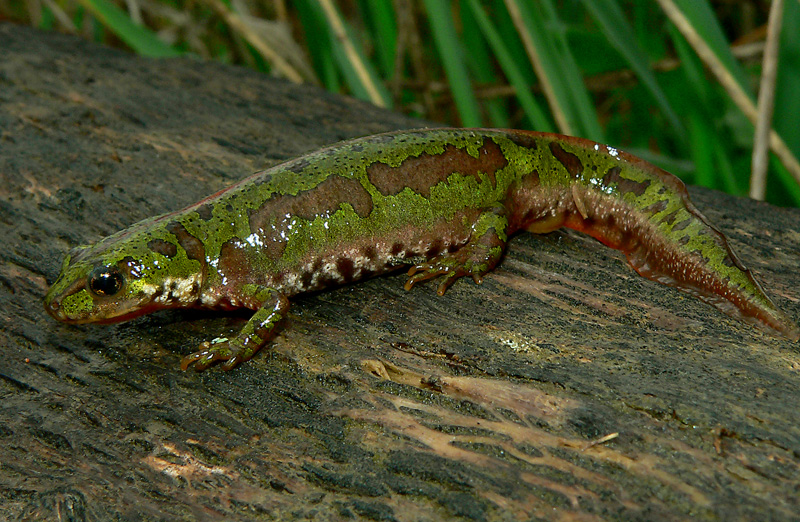 Illora natural: TRITÓN PIGMEO (Triturus pygmaeus)