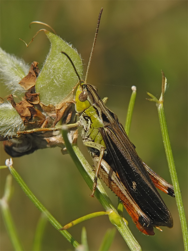 El ojo del buitre: Insectos - Langosta (Stenobothrus lineatus)