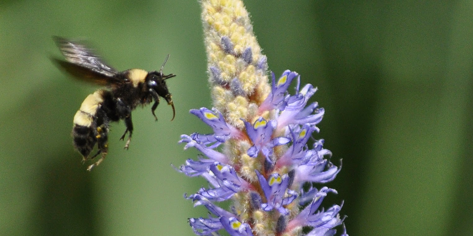 kansas wildflowers: Bees