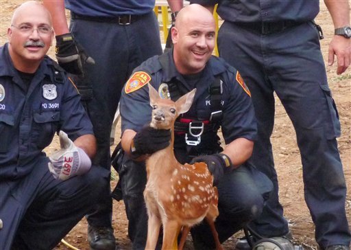 White Wolf : Baby deer rescued after falling 20 feet down manhole