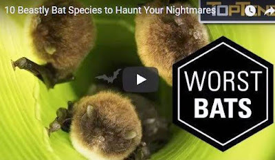 10 Beastly Bat Species to Haunt Your Nightmares