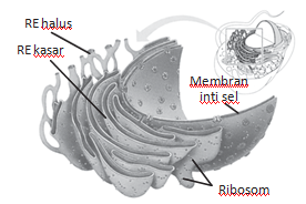 Struktur Sitoplasma dan fungsinya | Biologi and Scinece