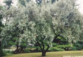 The Herb Hound: RUSSIAN OLIVE