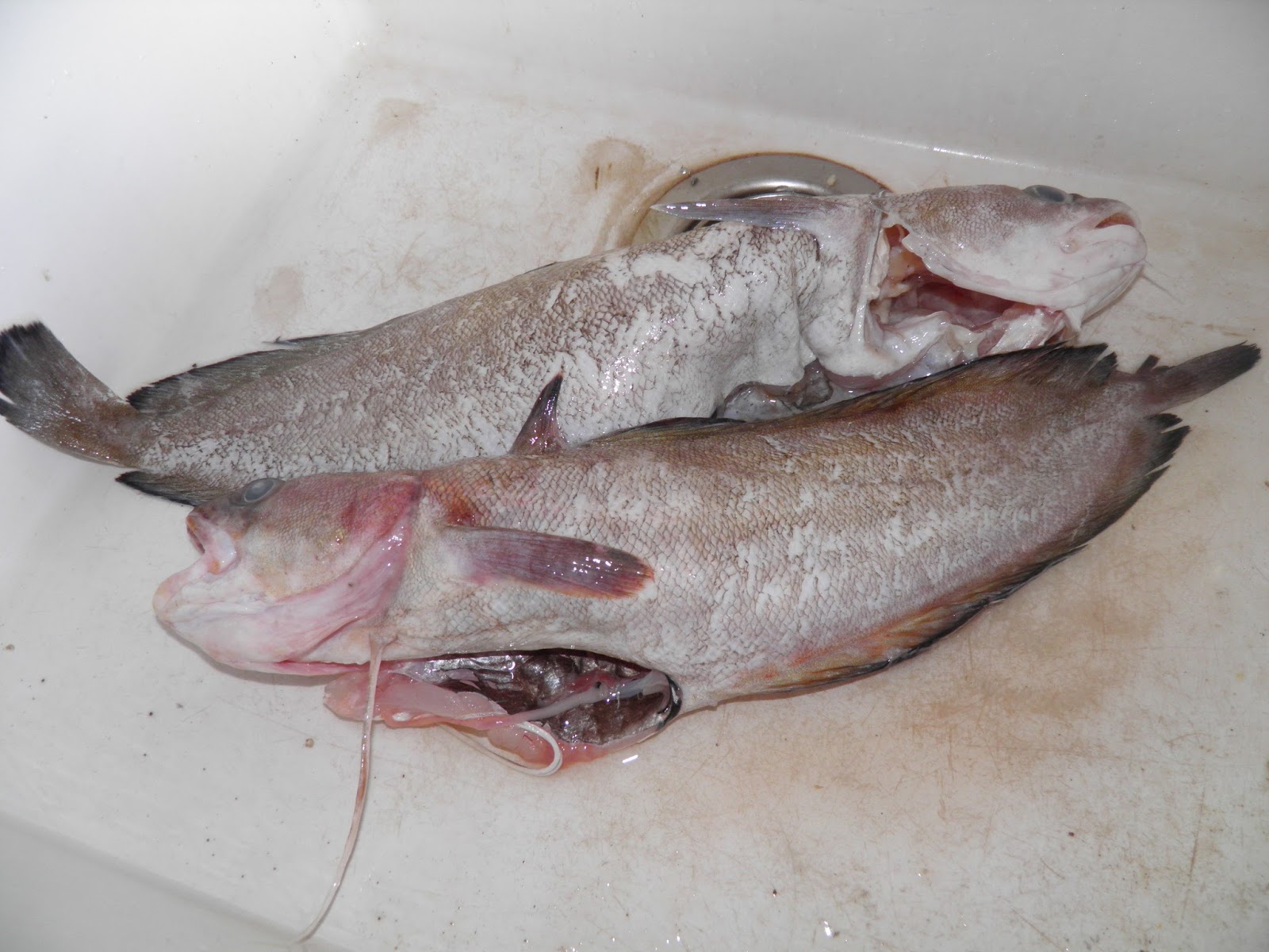 local-kiwi-alien: psarosoupa - fish soup a la grece