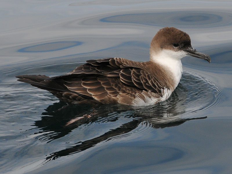 Nature Cameos: Great Shearwater, simply beautiful