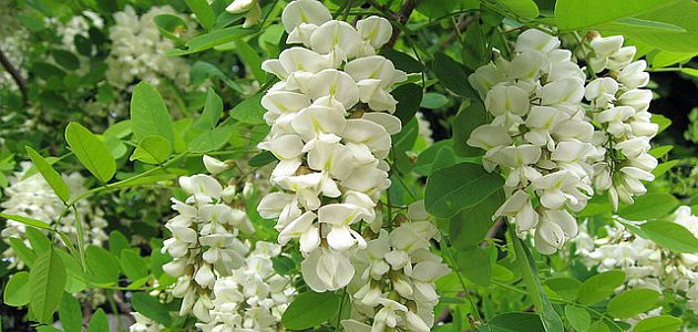 Jednostavni Recepti: Ljekovitost bagrema poznata od davnina