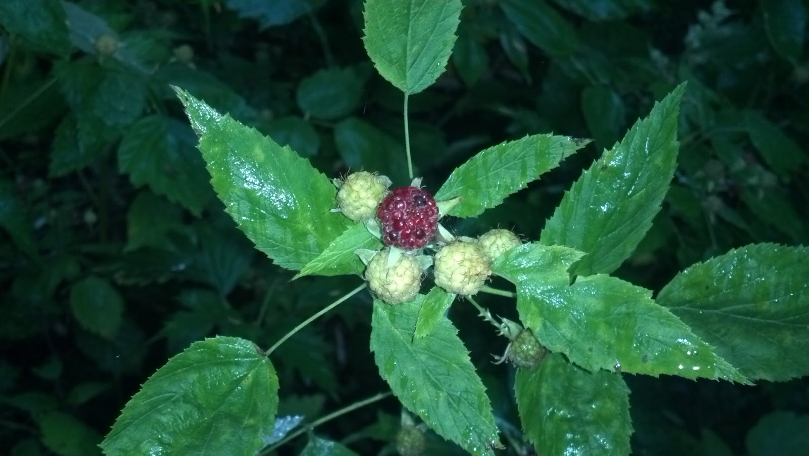 Northwest Foraging: Black Caps - Wild Raspberries