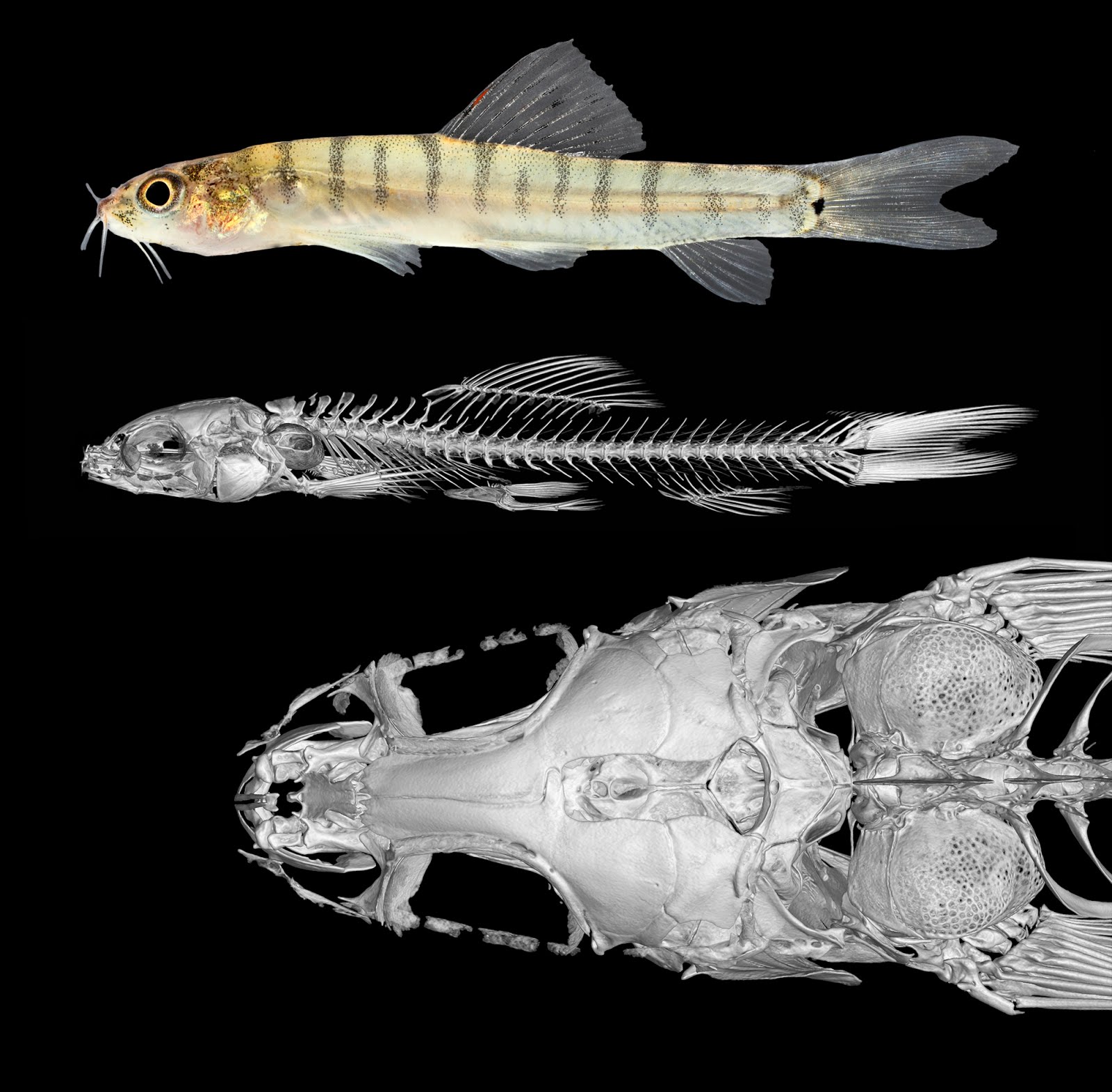 Species New to Science: [Ichthyology • 2020] Nemacheilus zonatus ...