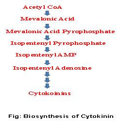 Plant Hormones: Cytokinins ~ Dhiraj's Blog