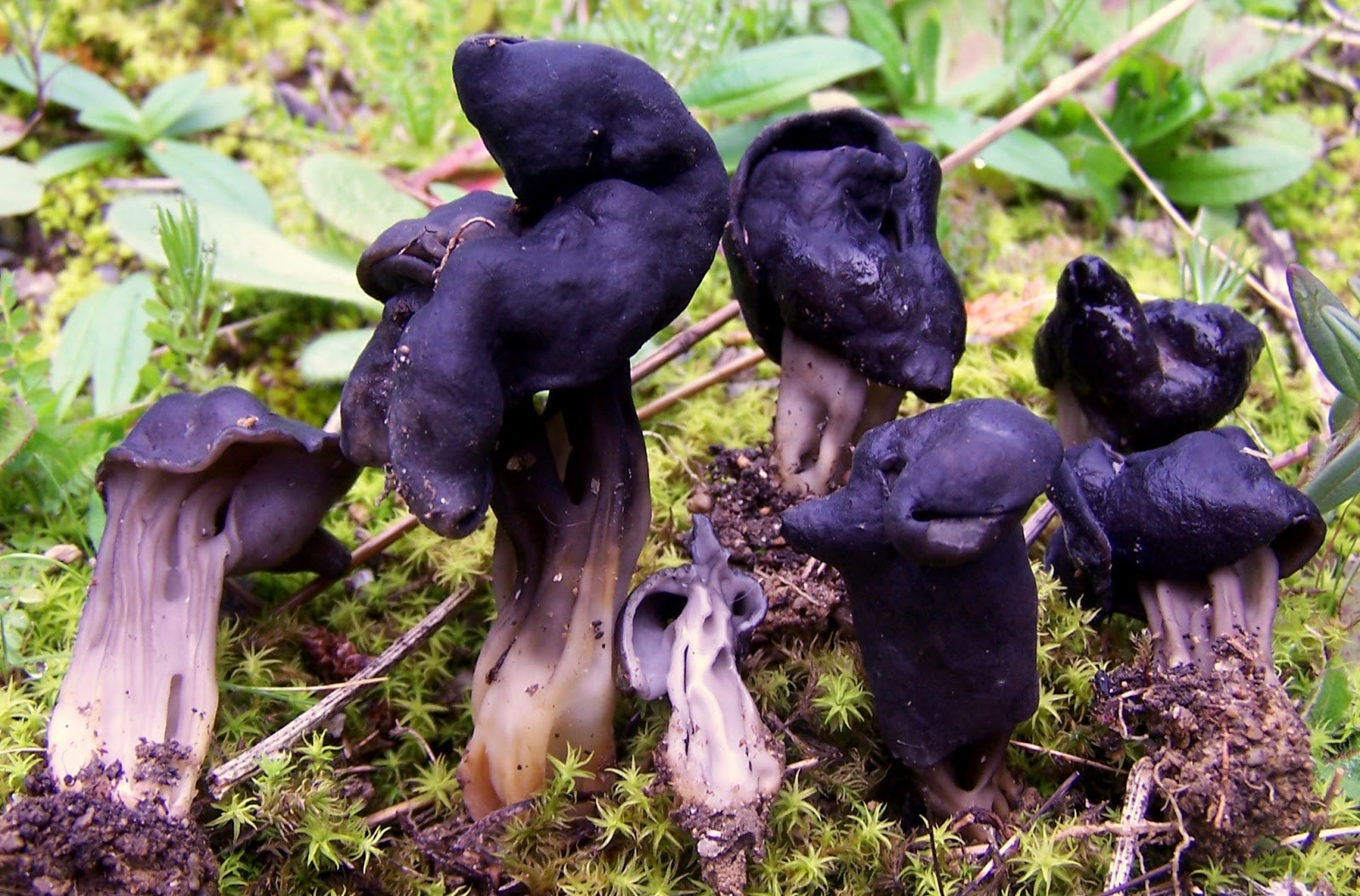 Setas Extremadura : Helvella Sulcata