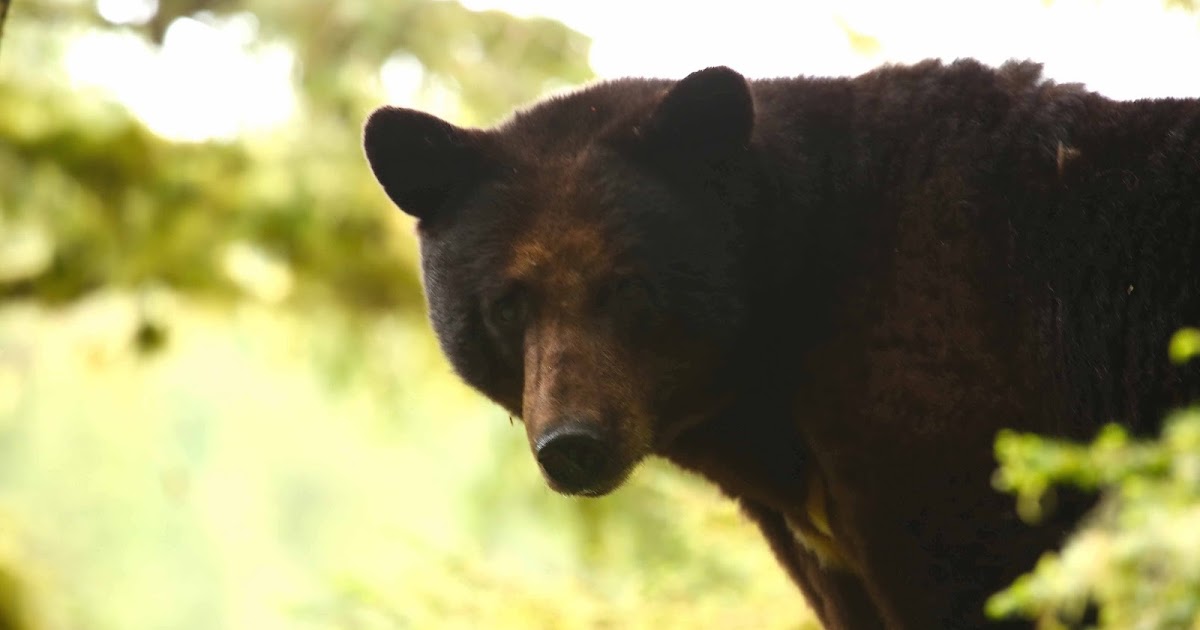 Soggy Moose Travels : Ketchikan